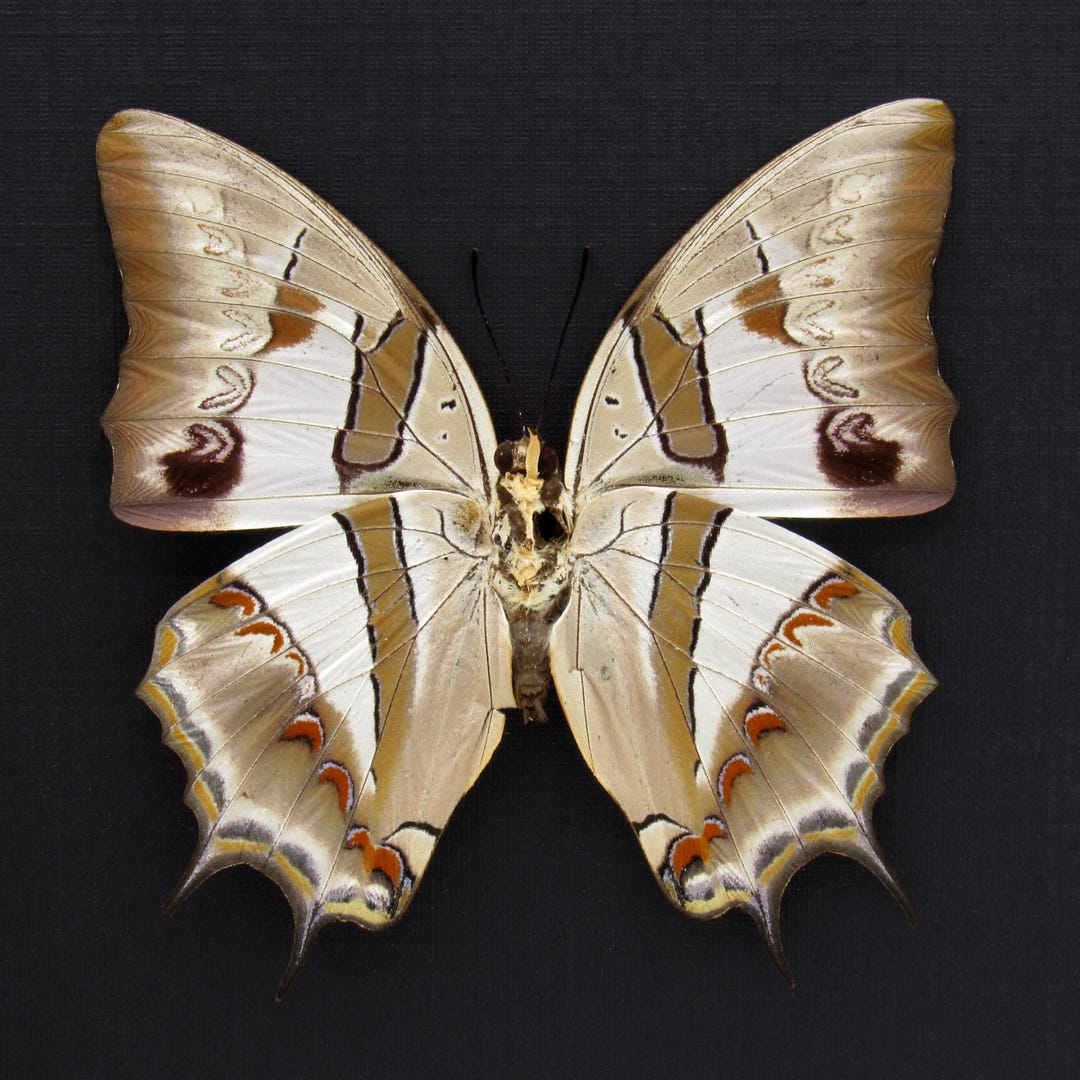 Real Pearlescent Nawab Butterfly Framed Taxidermy - Polyura Schreiber ...