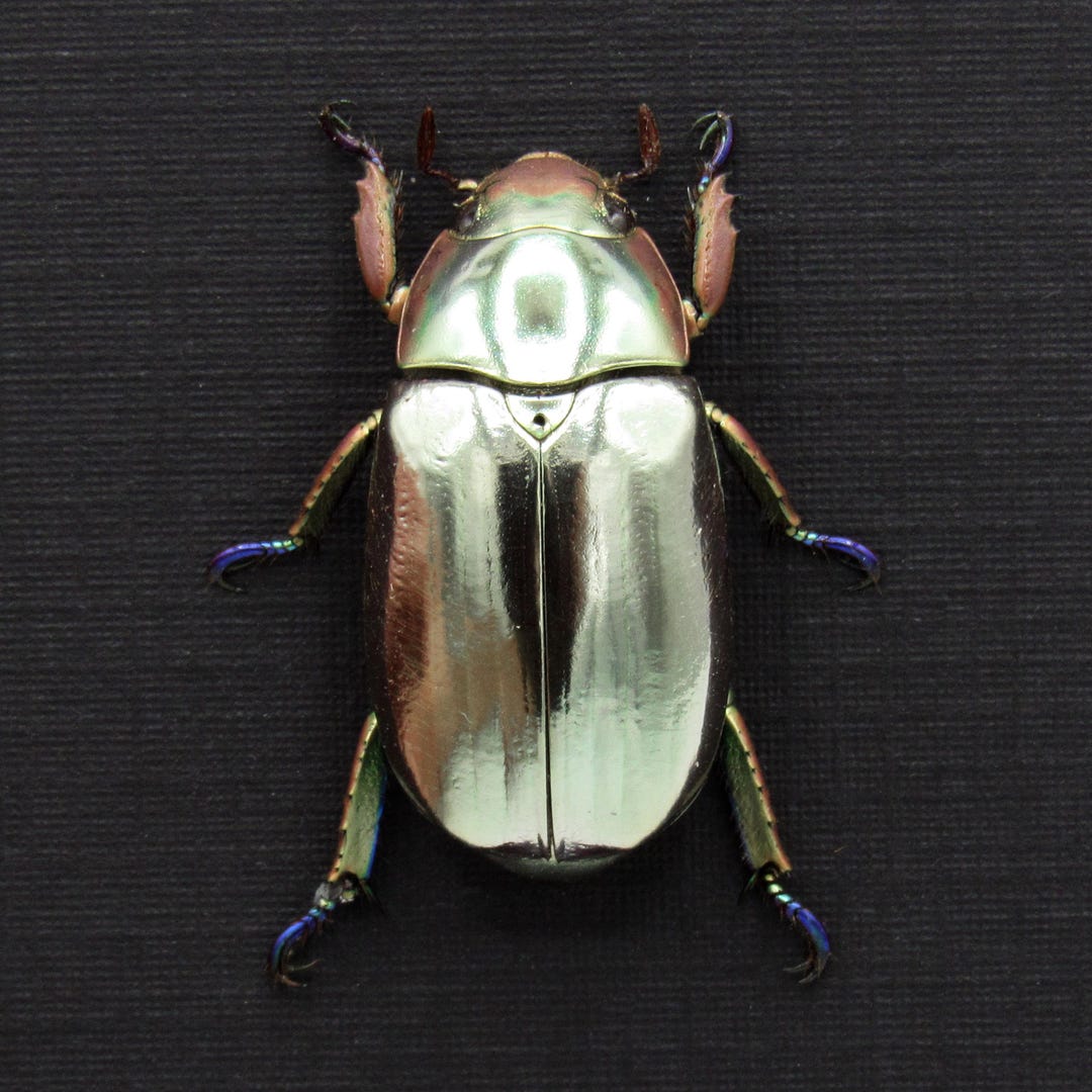 Rare Silver Jewel Beetle Framed Taxidermy - Chrysina Chrysargyrea - Etsy