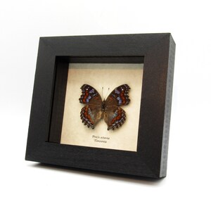 Real Gaudy Commodore Butterfly Framed Taxidermy - Precis Octavia - Blue ...
