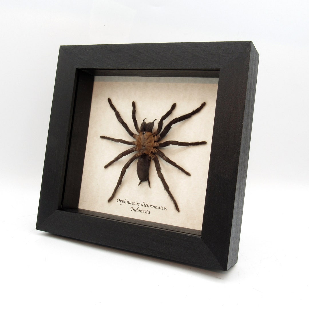 Real New Guinea Black Fury Tarantula Spider Framed Taxidermy ...