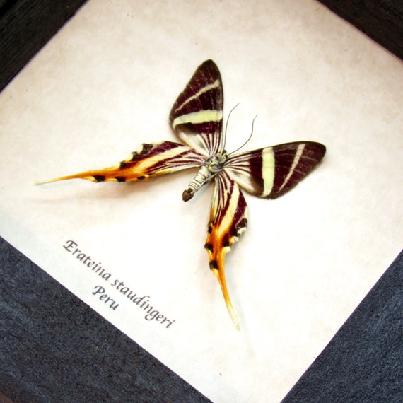 Rare Maroon Geometer Moth Framed Taxidermy Erateina - Etsy