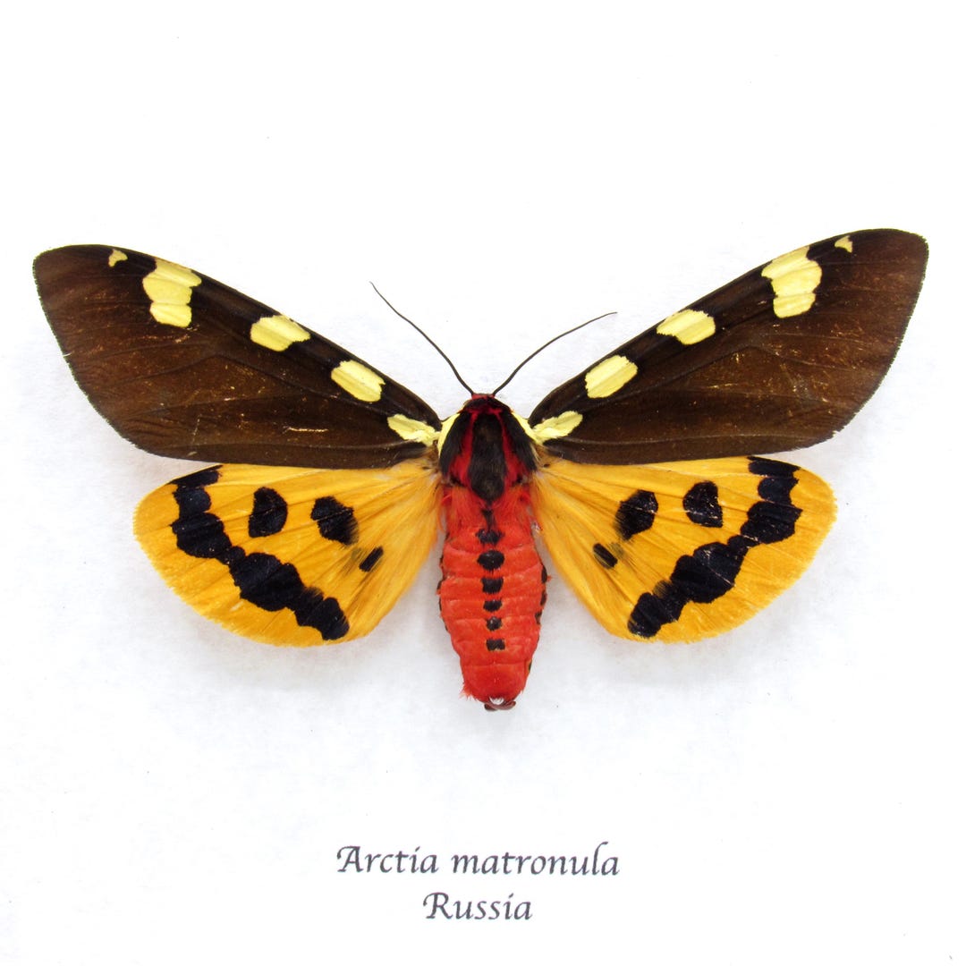 Real Giant Tiger Moth Framed Taxidermy - Arctia Matronula - Etsy