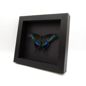 Real Alpine Swallowtail Framed Taxidermy - Papilio Maackii Tutanus ...