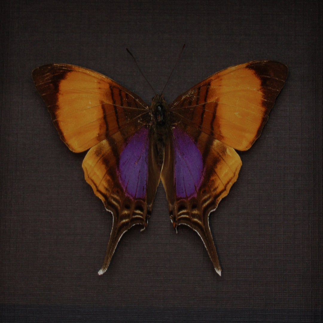Real Purple Butterfly Framed Taxidermy - Marpesia Marcella - Victorian ...