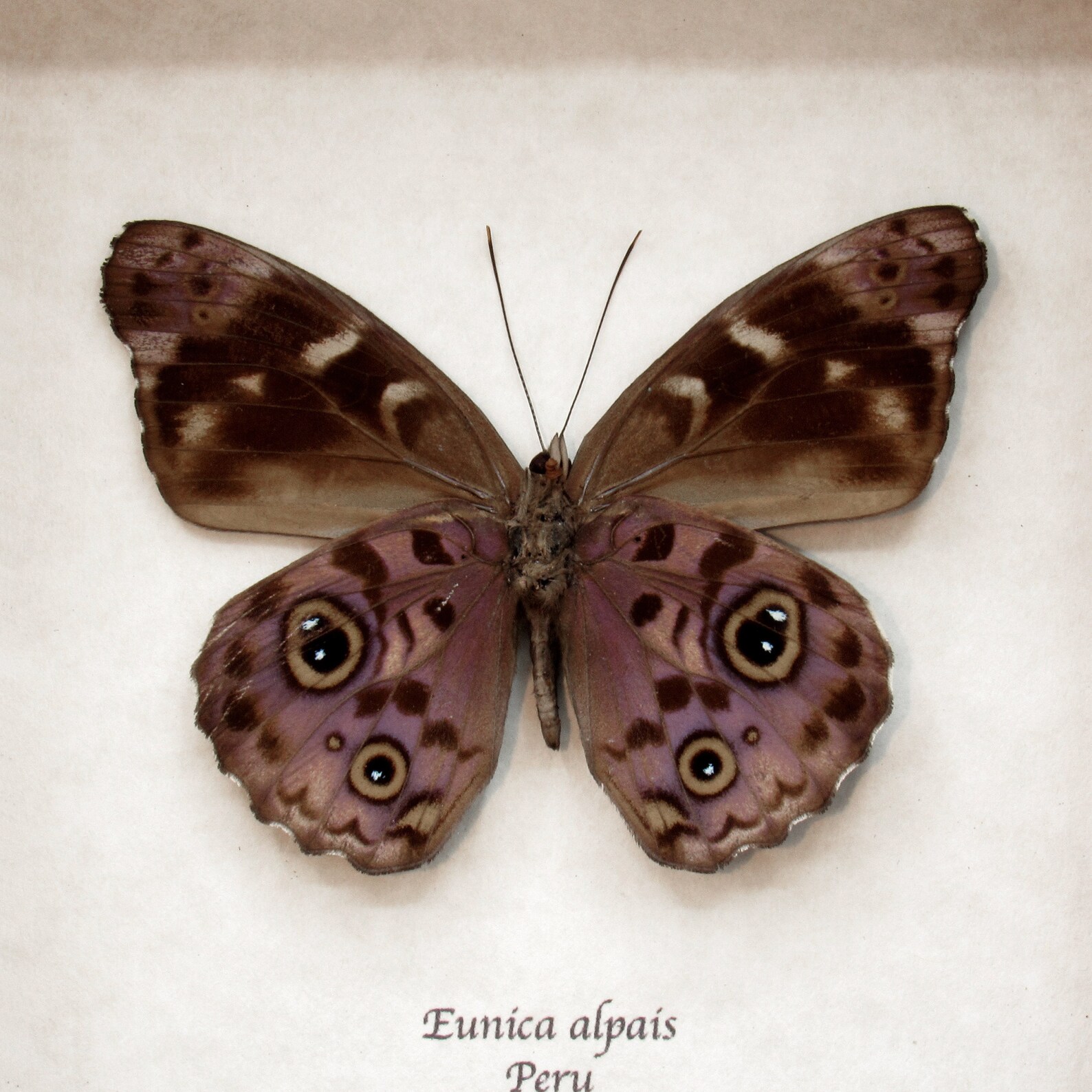 Real Purple Butterfly Framed Taxidermy Eunica Alpais - Etsy