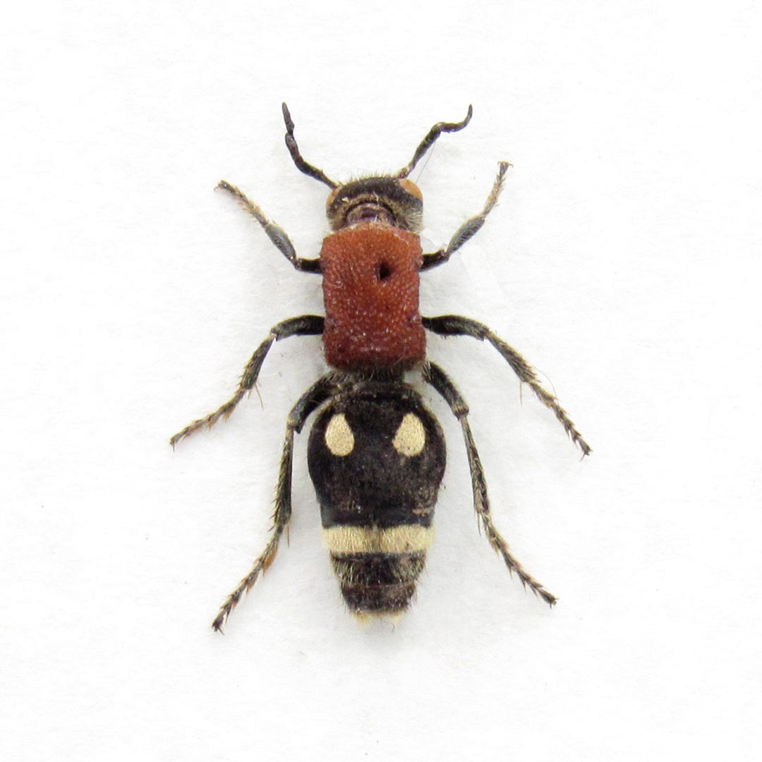 Rare Red Velvet Ant Framed Taxidermy - Mutillidae Species - XL - Etsy