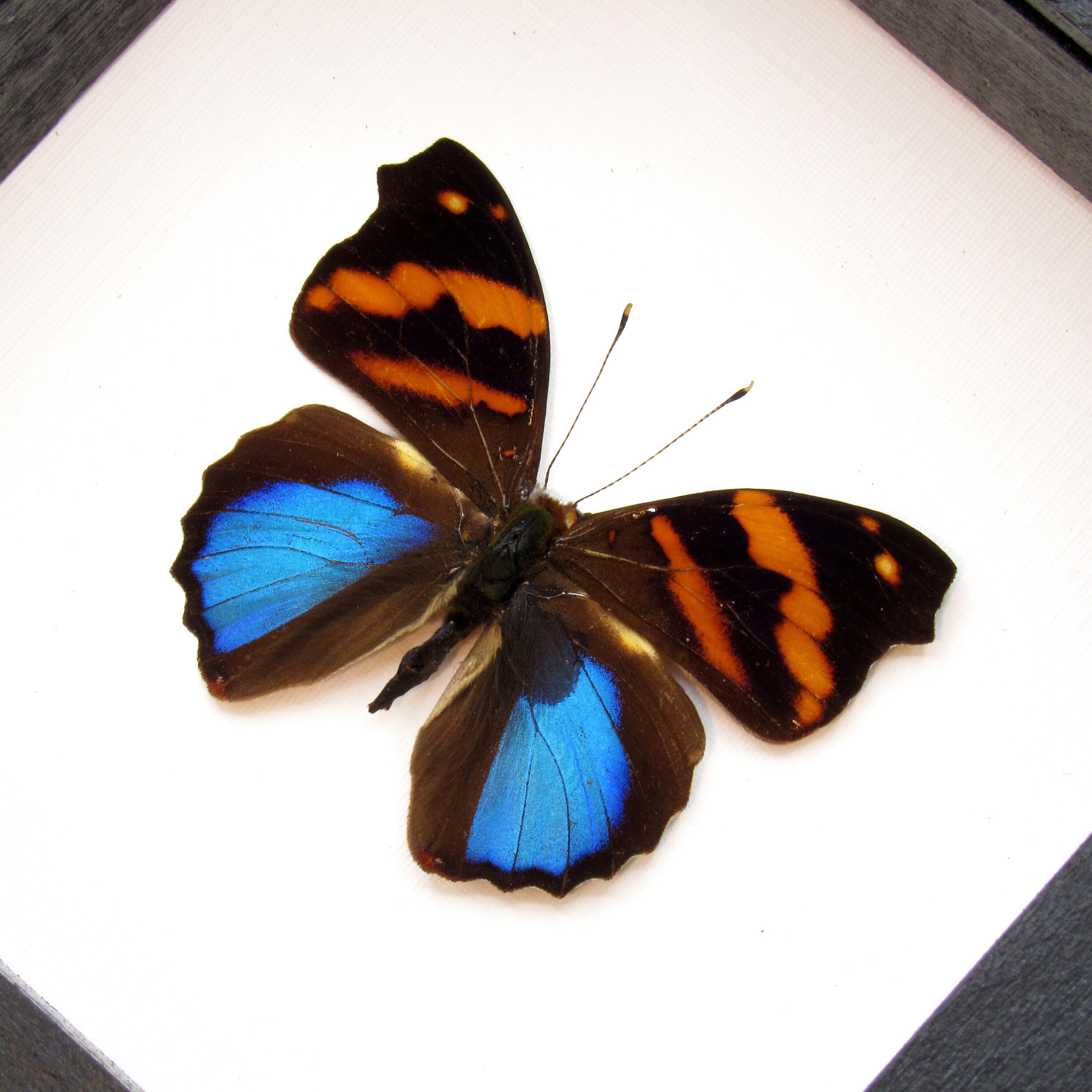 Real Metallic Blue Butterfly Framed Taxidermy Epiphile Orea - Etsy