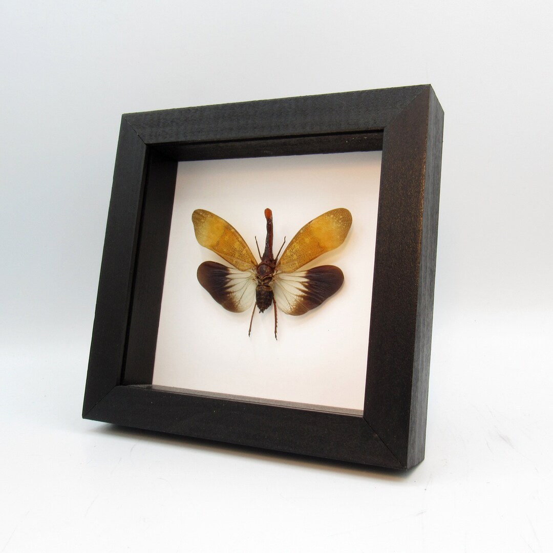 Real Lanternfly Framed Taxidermy - Pyrops Pyrorhyncha - Etsy