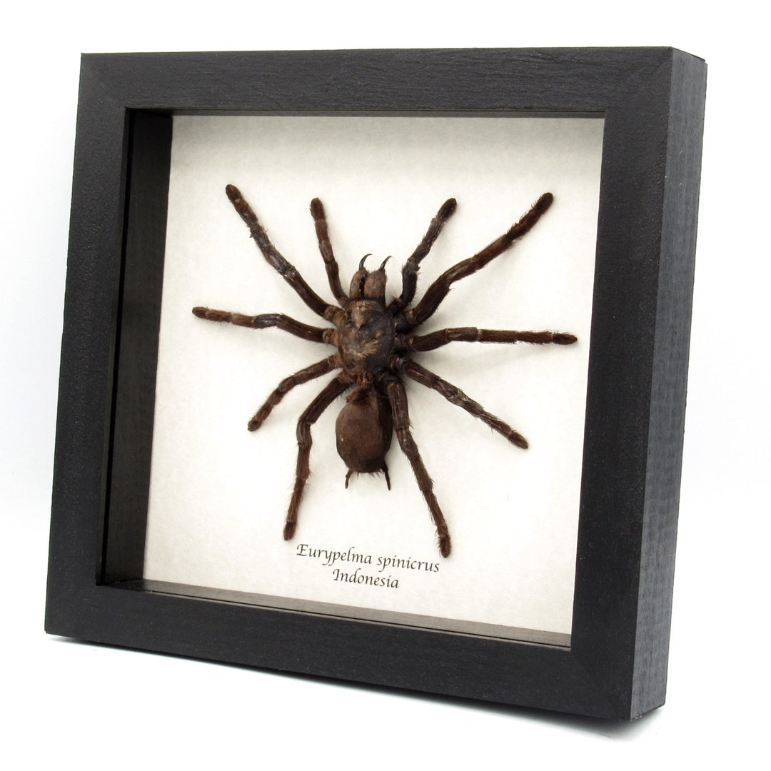 Real XL Hairy Fanged Tarantula Spider Framed Taxidermy - Eurypelma ...