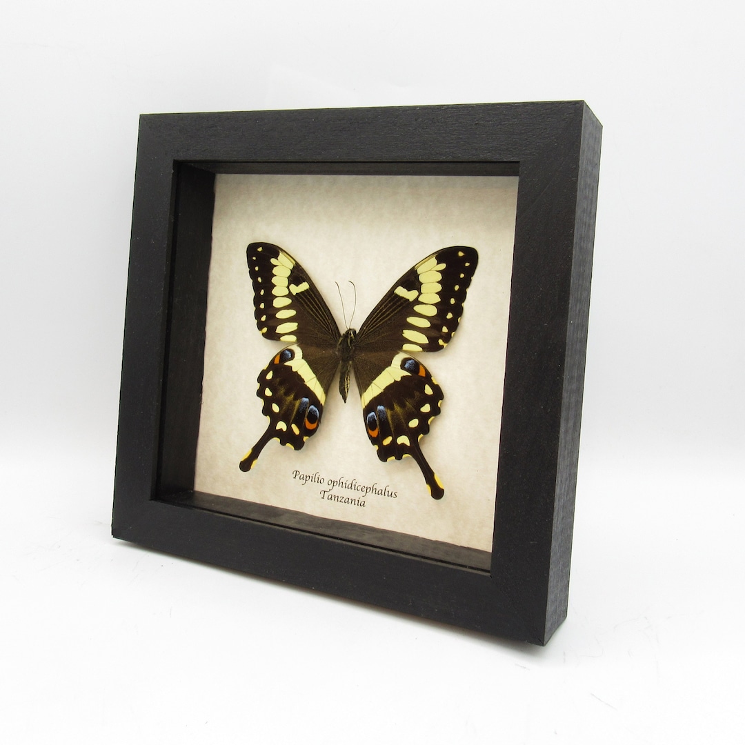 Real Emperor Swallowtail Butterfly Framed Taxidermy - Papilio ...