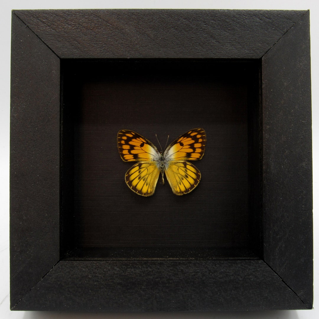 Real African Golden Arab Butterfly Framed Taxidermy - Colotis ...