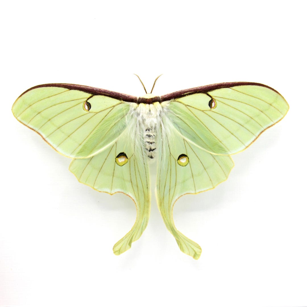 Real Large Luna Moon Moth Framed Taxidermy - Actias Luna - Female ...