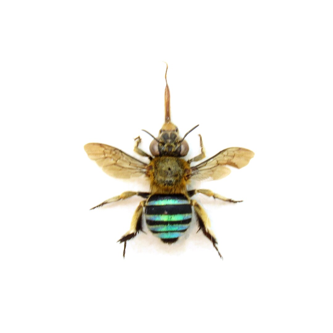 Real Tiny Blue-banded Bee Framed Taxidermy Amegilla Cingulata - Etsy