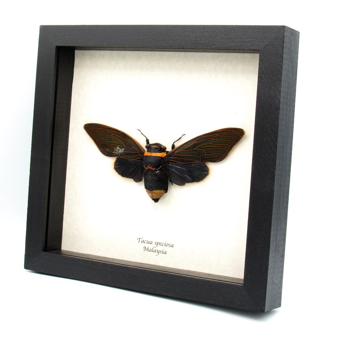 Rare XL Giant Black Rainforest Cicada Framed Taxidermy - Tacua Speciosa ...