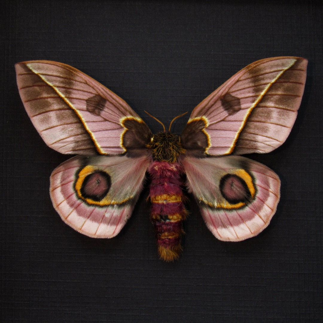 Rare Pink Saturn Moth Framed Taxidermy - Automeris Frankae - Large ...