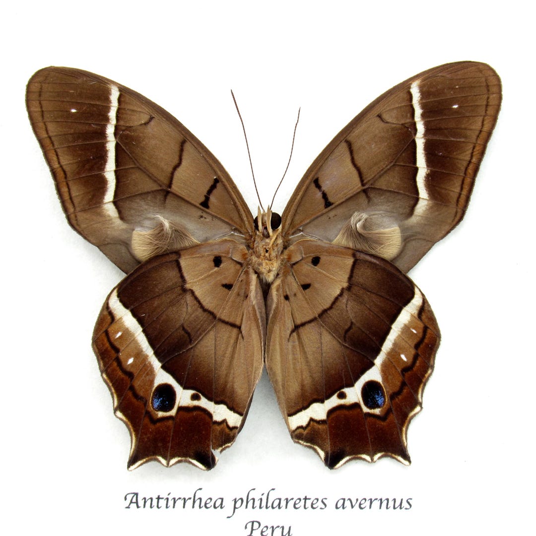 Rare Brown Morpho Butterfly Framed Taxidermy Antirrhea Philaretes ...