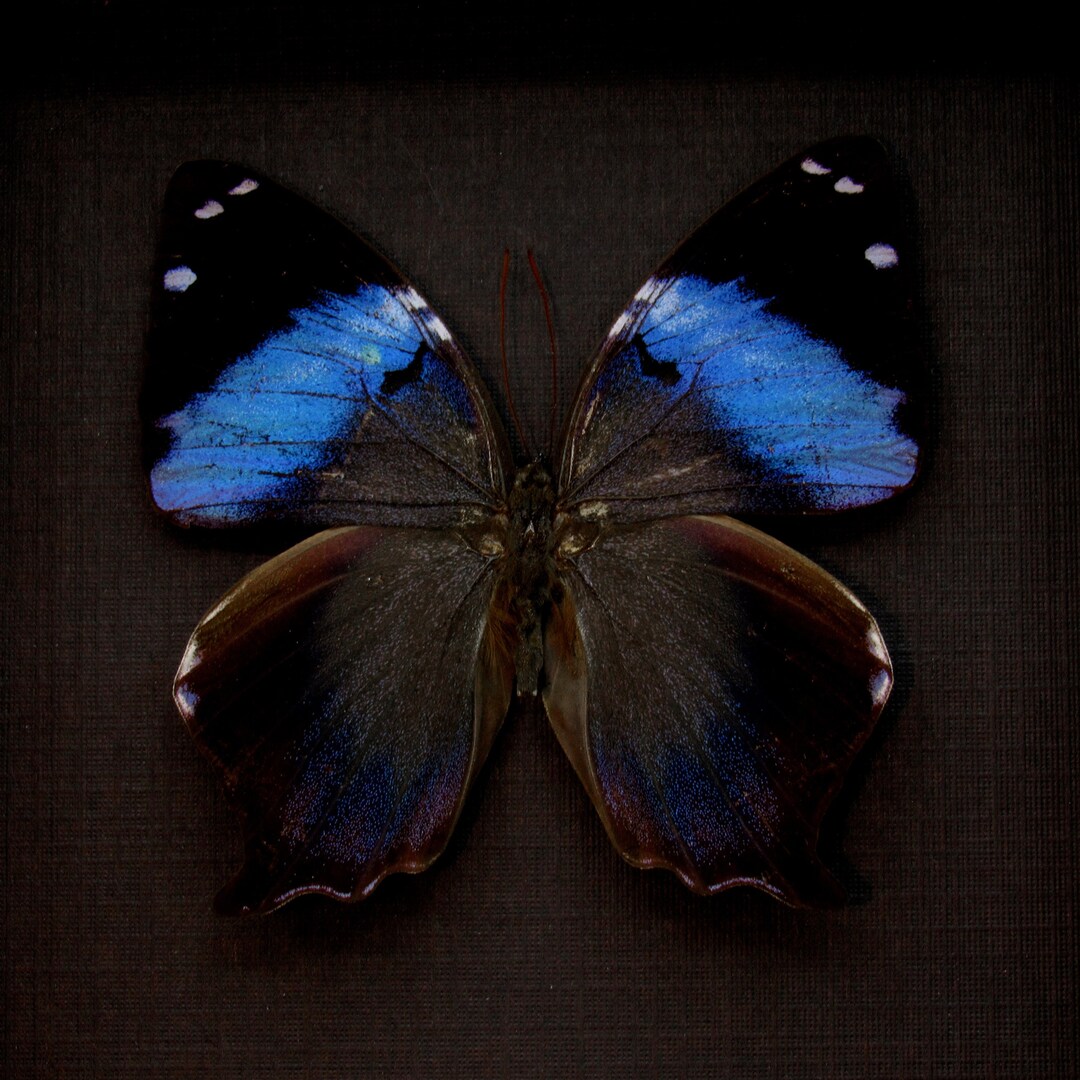 Real Blue Butterfly Framed Taxidermy Prothoe Franck - Etsy