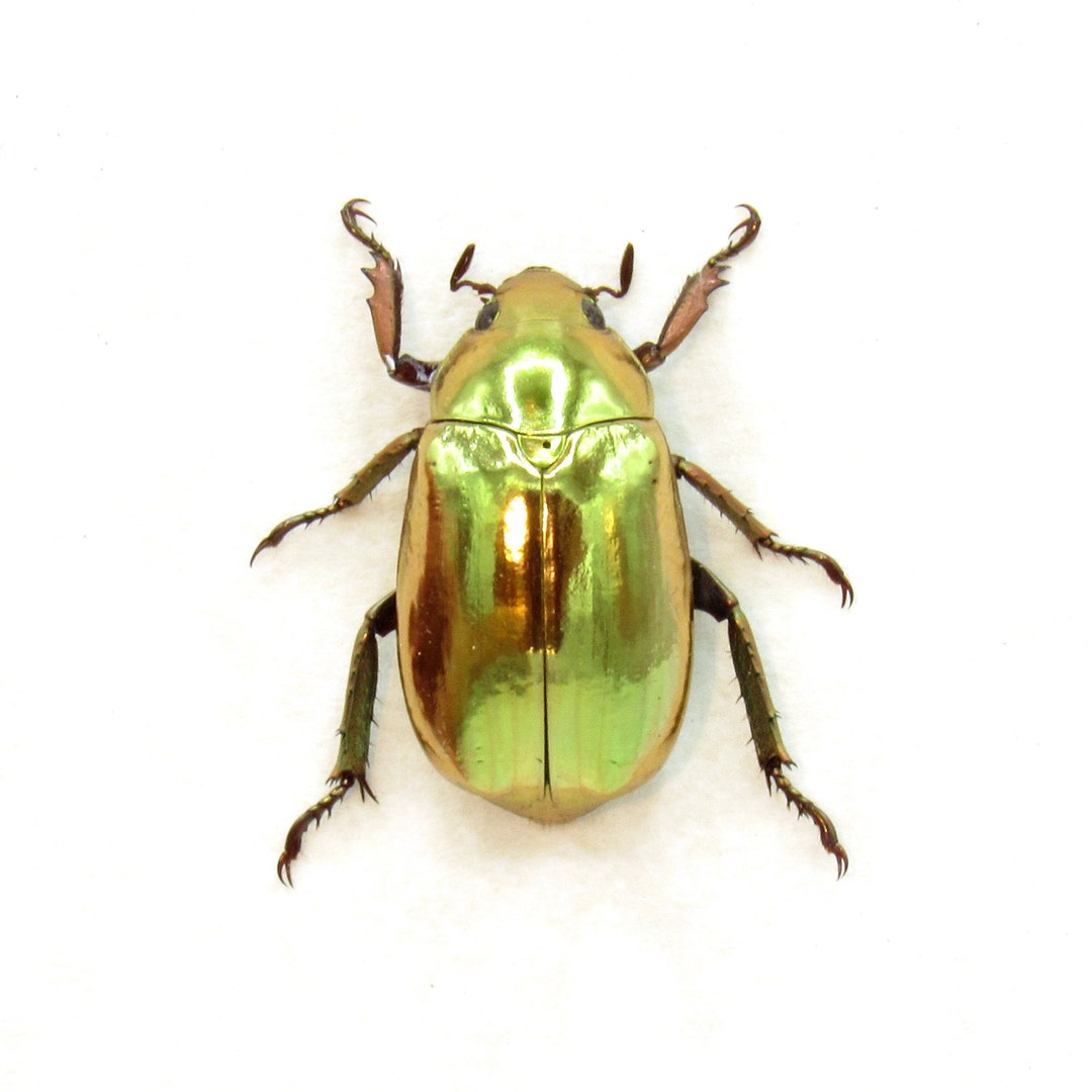 Real Gold Metallic Jewel Beetle Framed Taxidermy - Chrysina ...