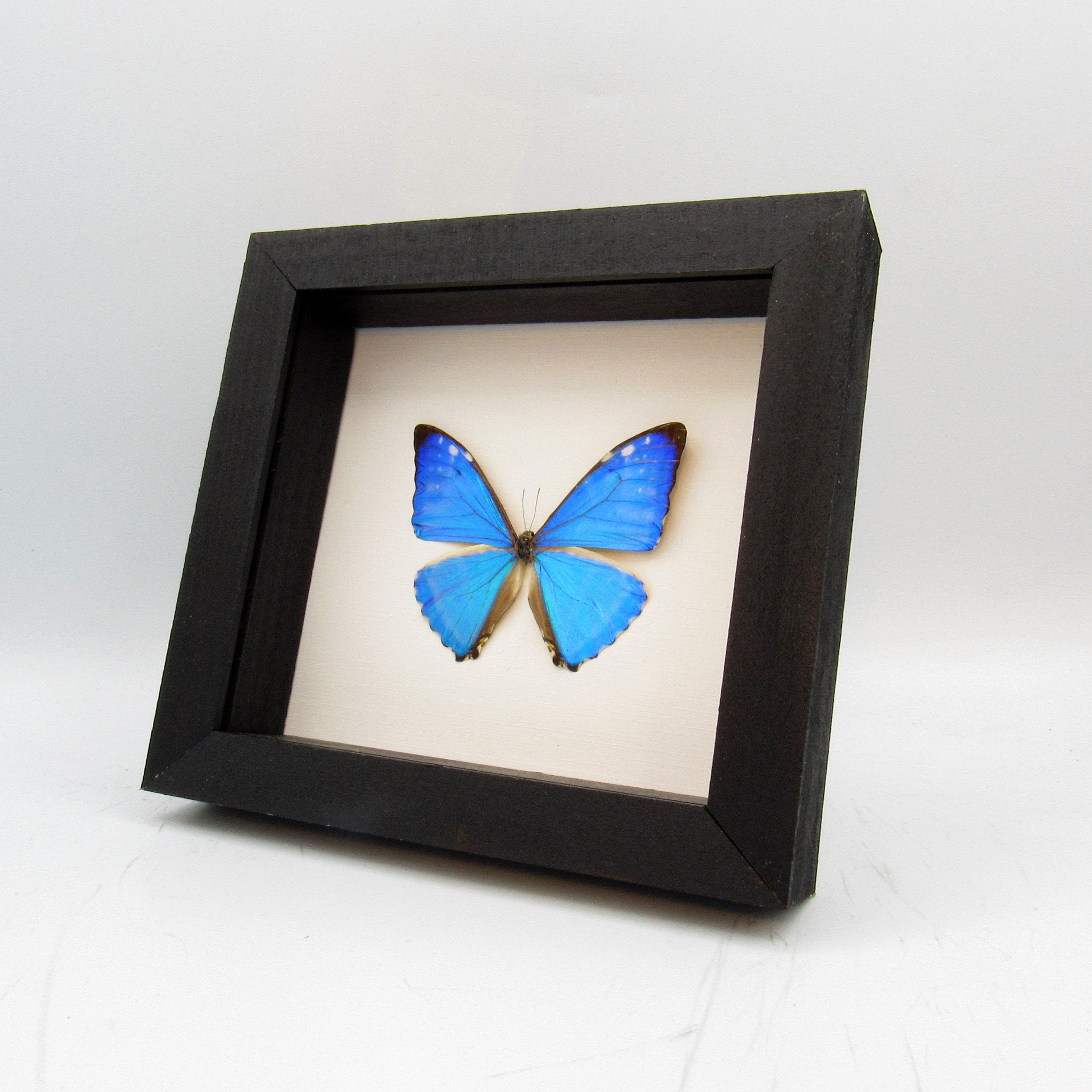 Blue Butterfly Frame