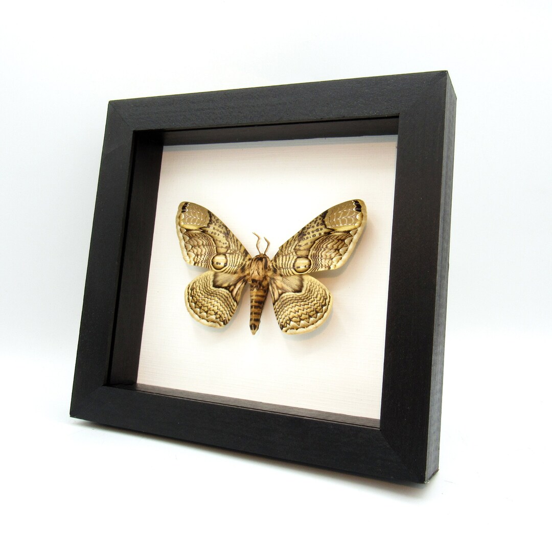 Large Brahmin Moth Framed Taxidermy - Brahmaea Wallichii - Etsy