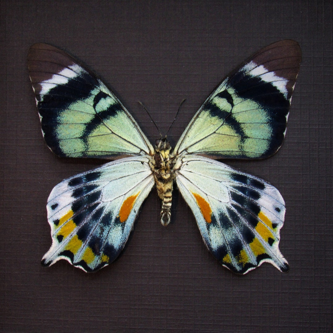 Very Rare Moth Mimic Swallowtail Butterfly Framed Taxidermy Papilio ...