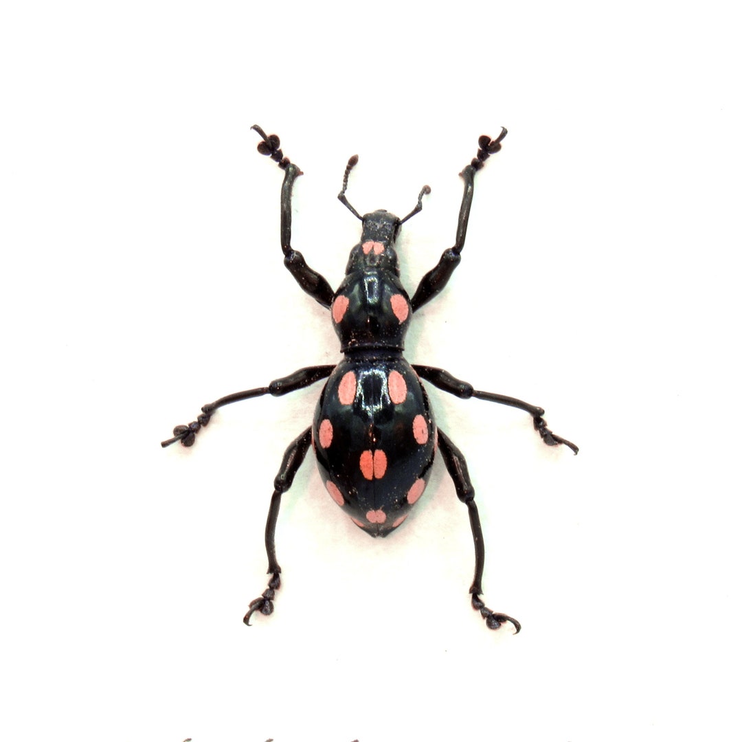 WEEVIL MANIA - Real Pink Beetle Framed Taxidermy - Pachyrhynchus ...