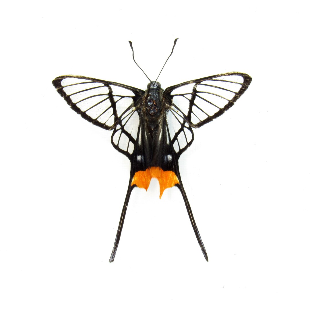 Rare Clearwing Butterfly Framed Taxidermy - Chorinea Octauius - Orange ...