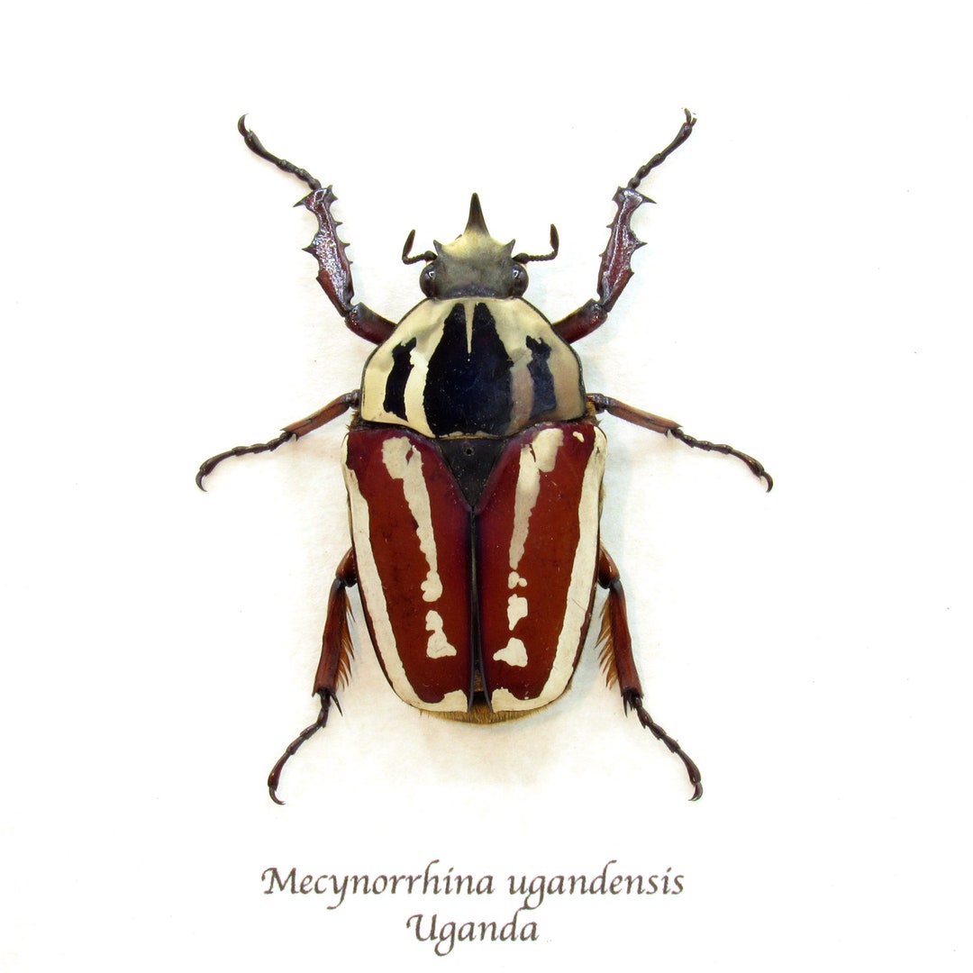 Real Scarab Beetle Framed Taxidermy Mecynorrhina Ugandensis - Etsy