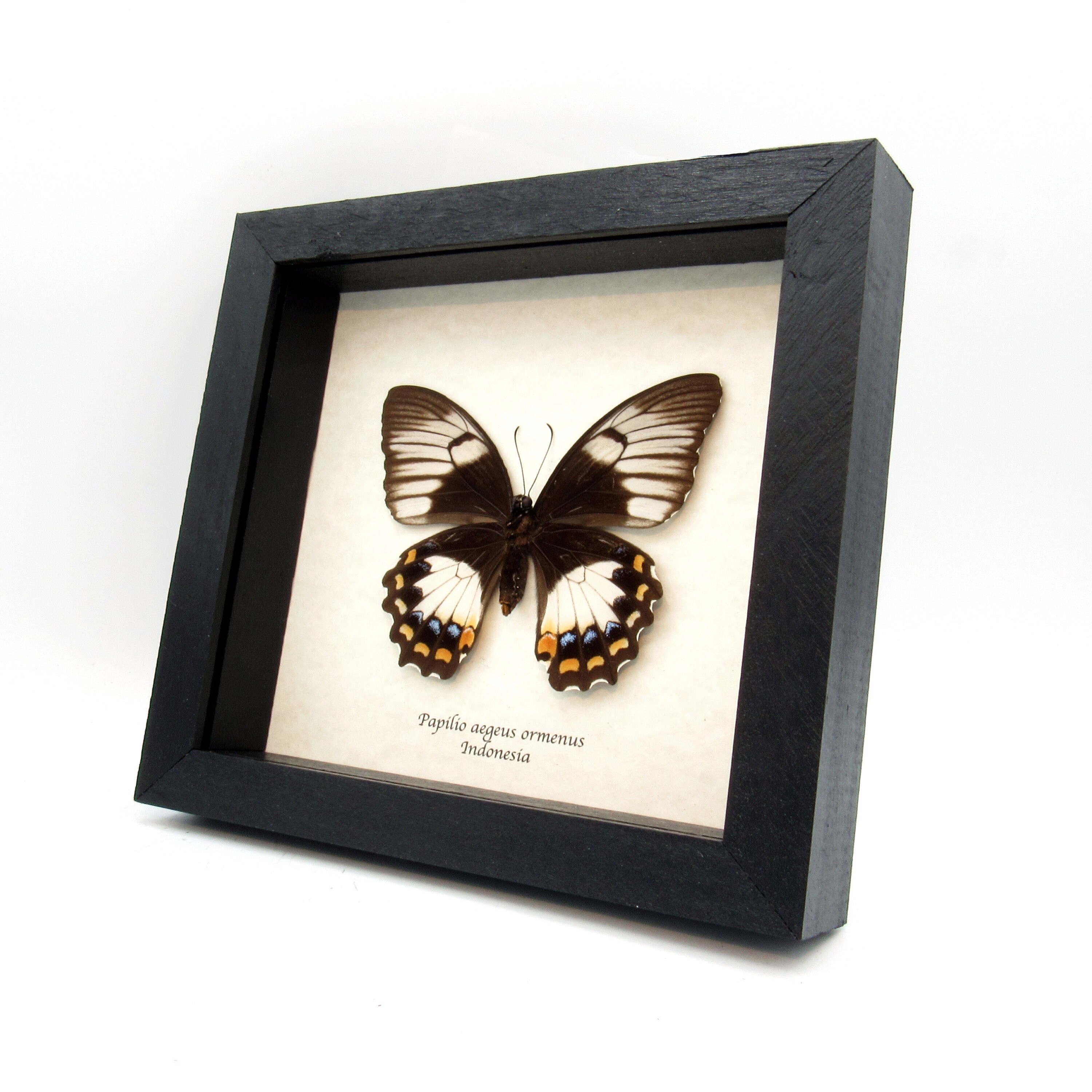 Taxidermy Moth ThaiHonest Real 2 Butterflies Striped Blue Crow And ...