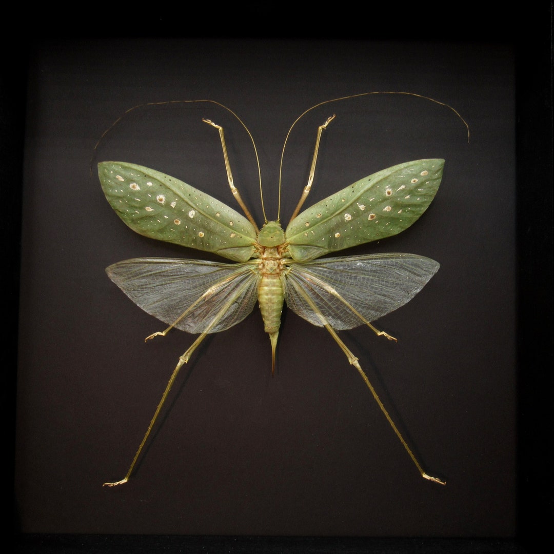 MASSIVE Real Carnivorous Katydid Framed Taxidermy Arachnacris ...