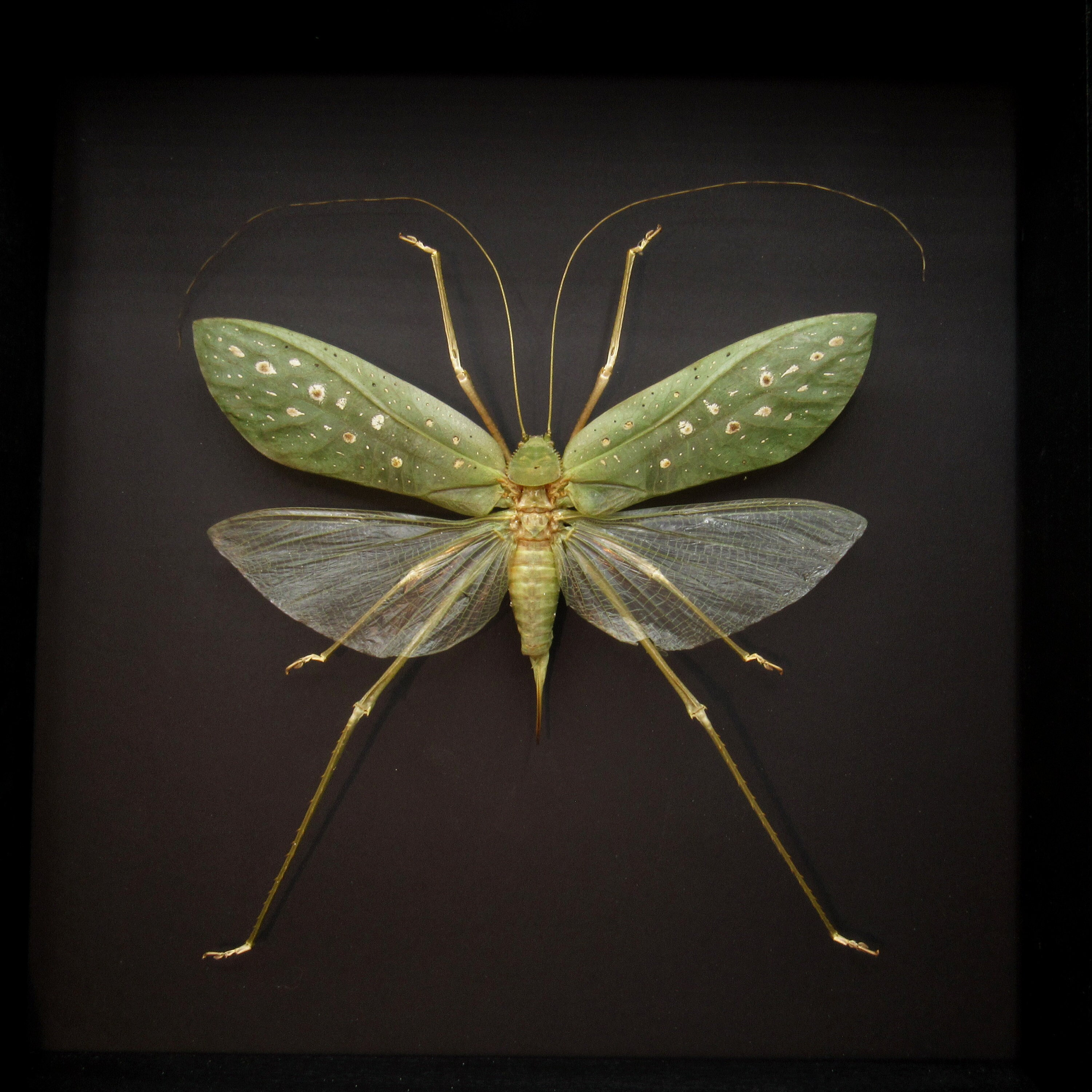 MASSIVE Real Carnivorous Katydid Framed Taxidermy - Etsy