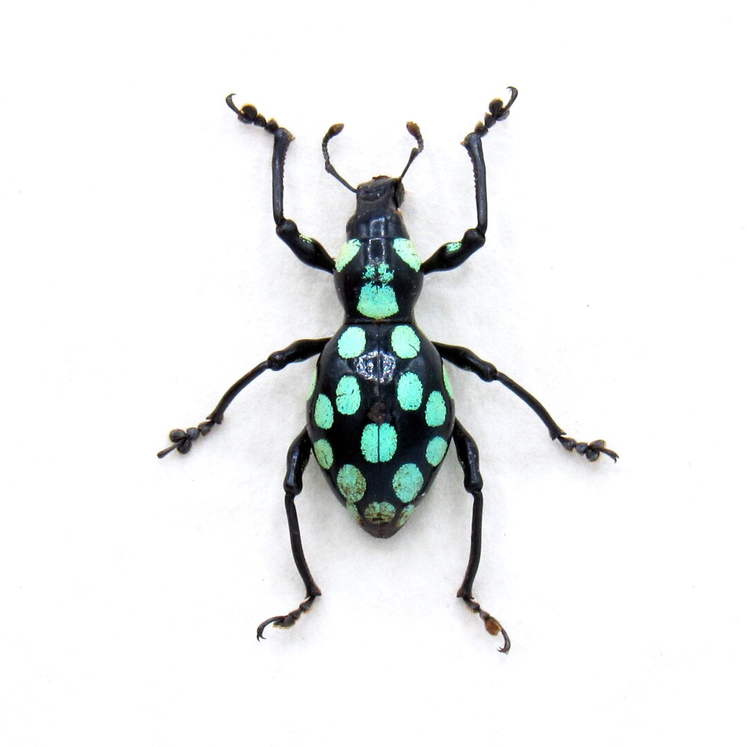 Real Green Polka Dot Weevil Beetle Framed Specimen - Pachyrhynchus ...