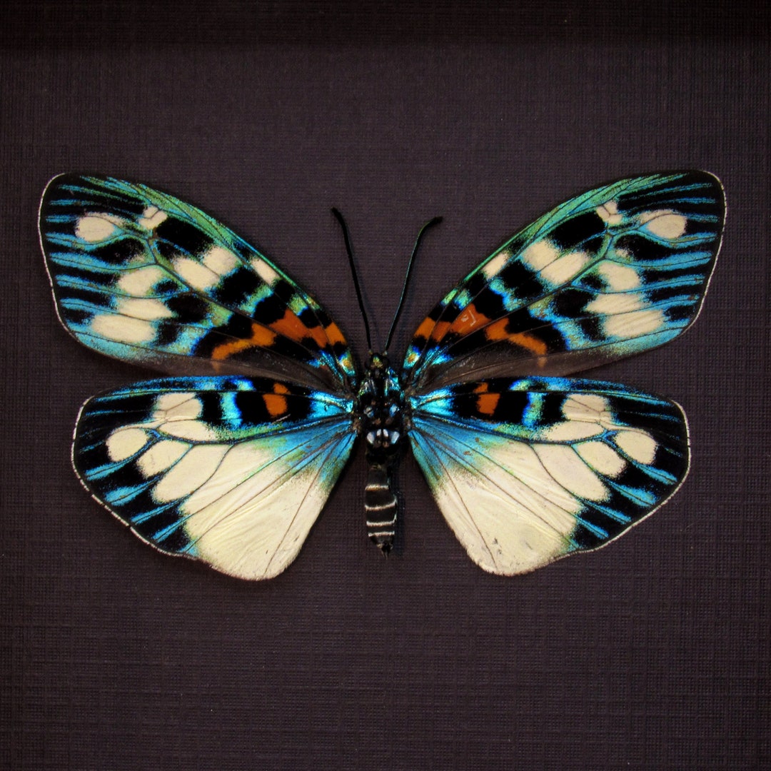 Real Metallic Day Flying Moth Framed Taxidermy Erasmia - Etsy