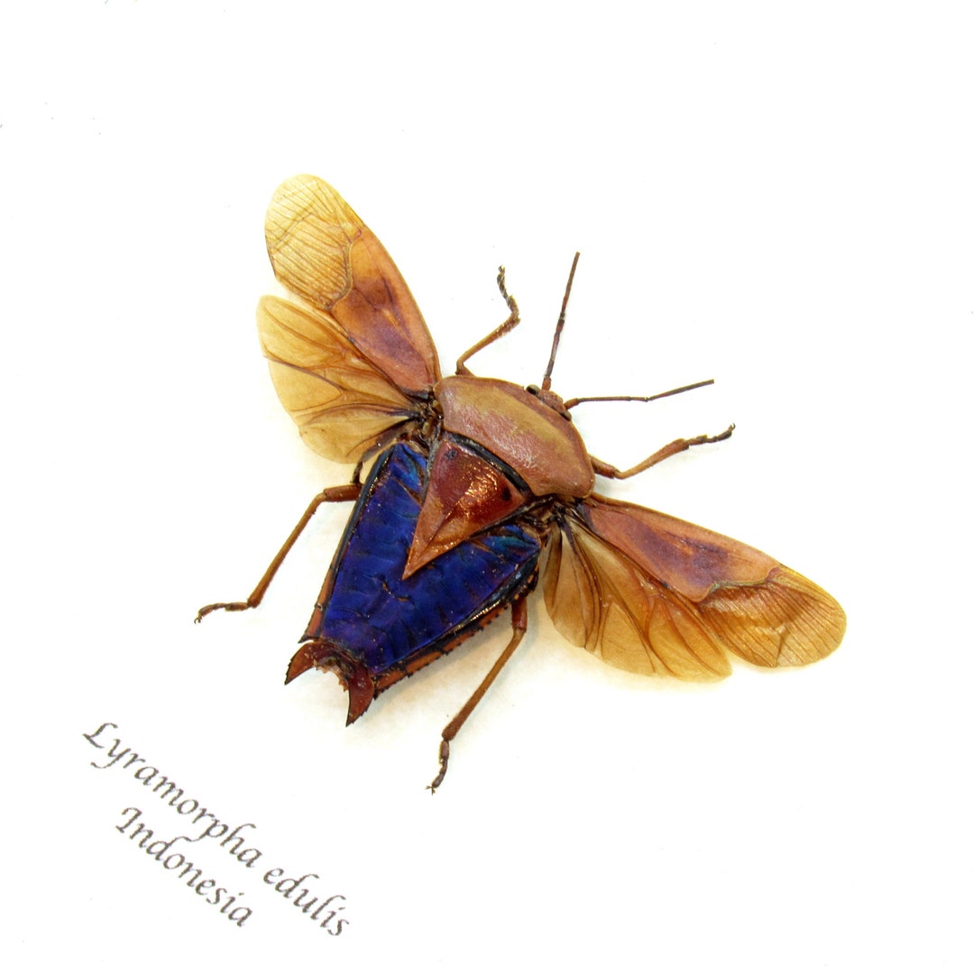 Real Purple Shield Bug Framed Taxidermy - Lyramorpha Edulis - Etsy