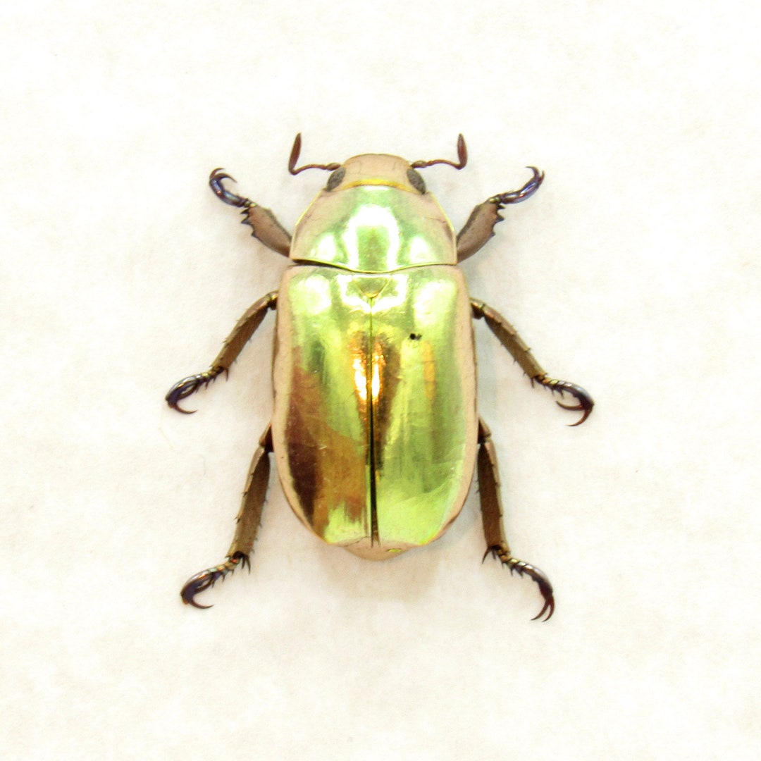 Real Gold Metallic Jewel Beetle Framed Taxidermy - Chrysina Resplendens ...