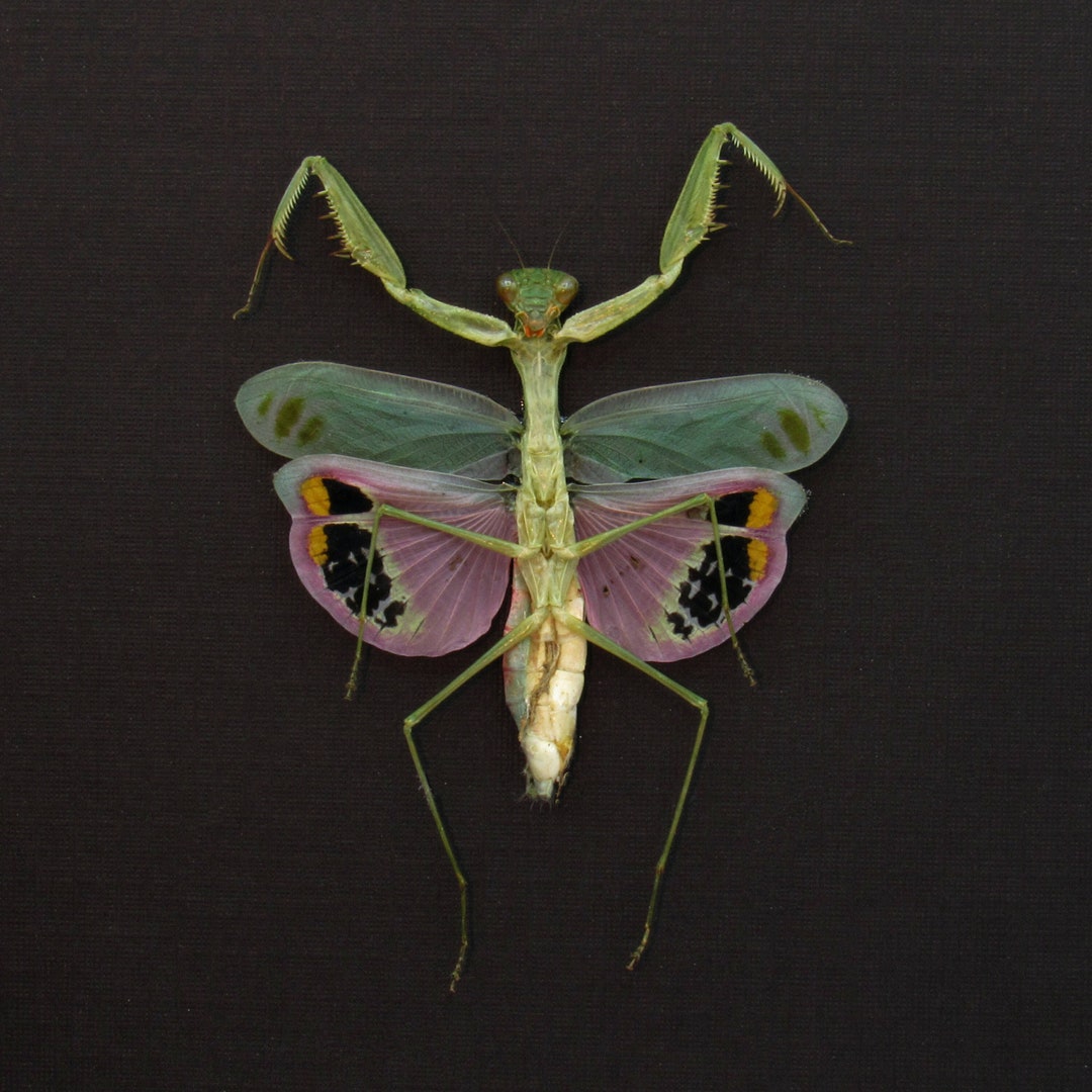 Rare Framed Pink Umbrella Mantis Taxidermy Caliris Elegans Female - Etsy