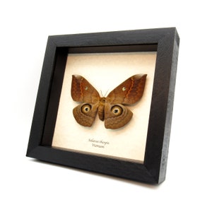Rare Giant Saturn Moth Framed Taxidermy Salassa Thespis - Etsy