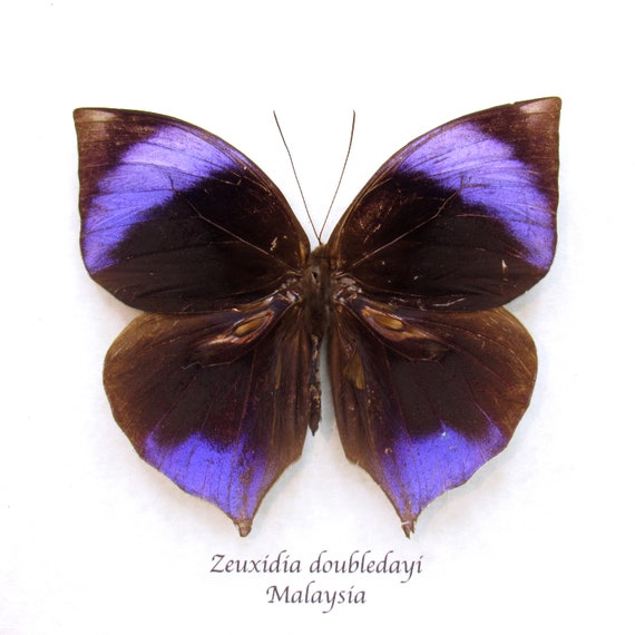 Saturn Butterfly