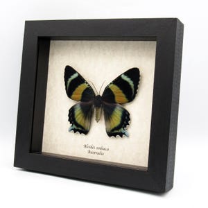 Rare Framed Zodiac Moth Taxidermy - Alcides Zodiaca - Large Female - Etsy
