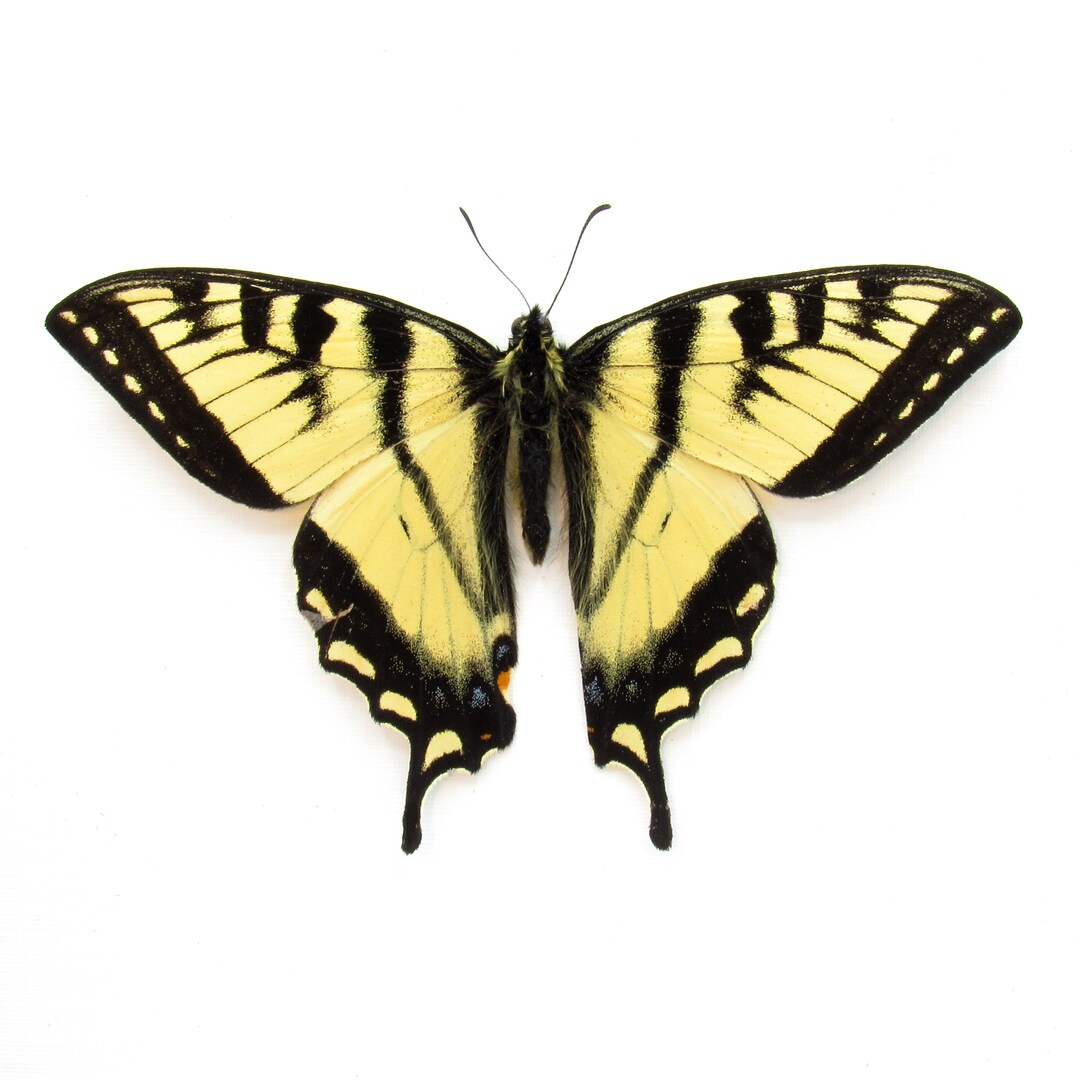 Real Canadian Tiger Swallowtail Framed Taxidermy Papilio Canadensis - Etsy