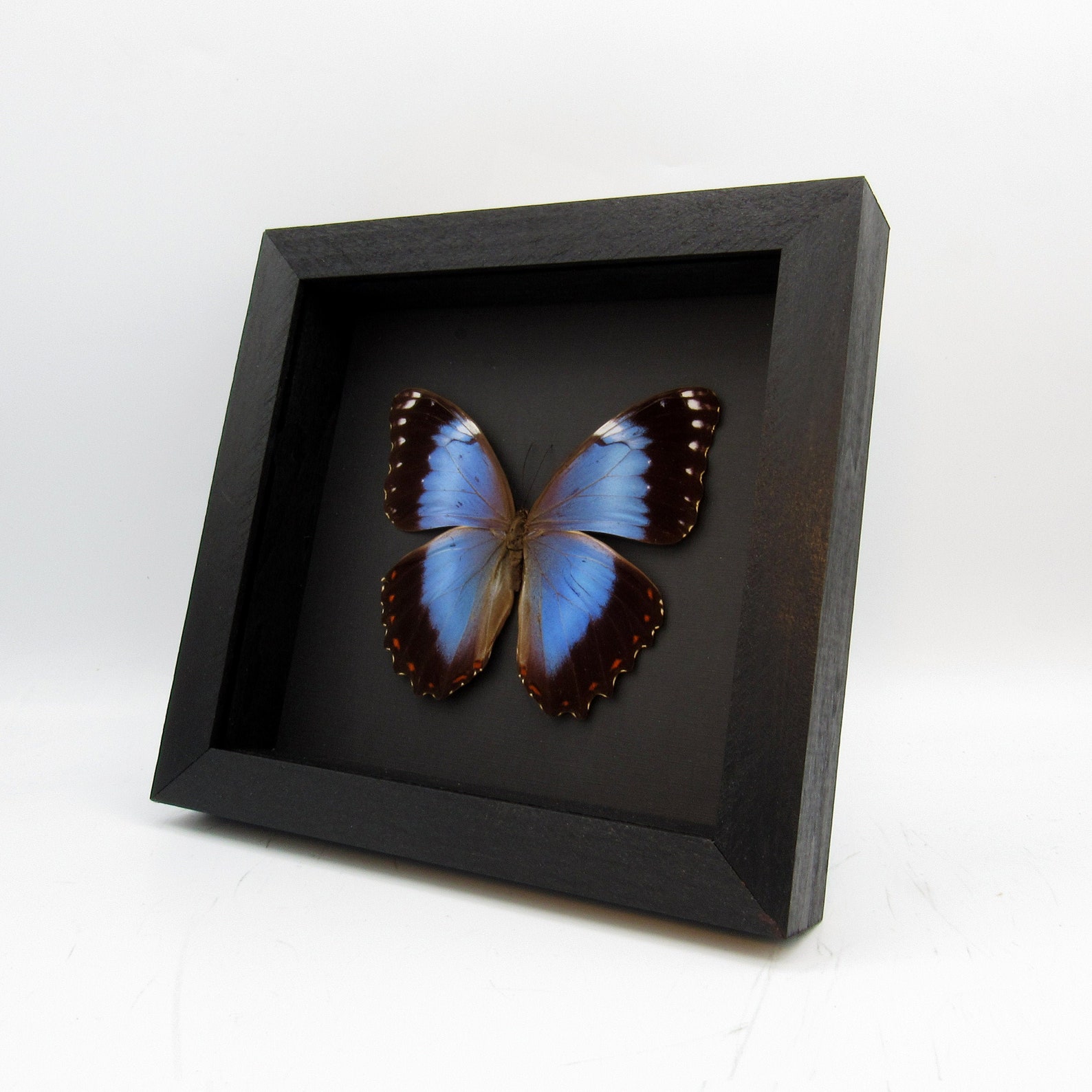 Rare Hybrid Morpho Framed Taxidermy Morpho Helenor Violaceus X Morpho ...