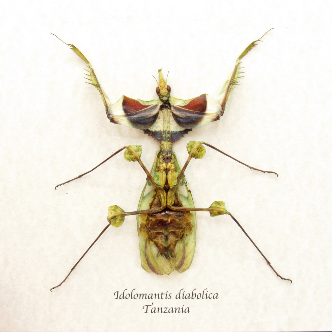 Real Giant Devils Flower Mantis Framed Taxidermy Idolomantis Diabolica ...