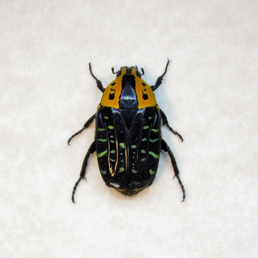 Real African Scarab Beetle Framed Taxidermy Euchroea Urania - Etsy