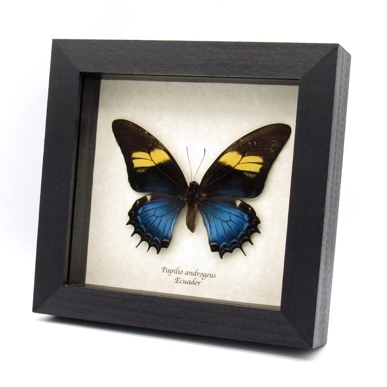 Rare Blue Queen Swallowtail Butterfly Framed Specimen - Papilio ...