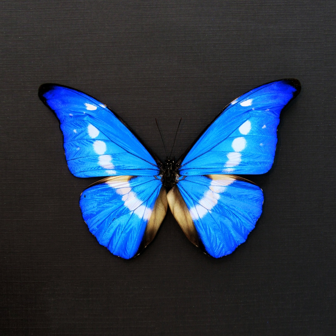 Real XL Metallic Blue Morpho Butterfly Framed Taxidermy Morpho Rhetenor ...