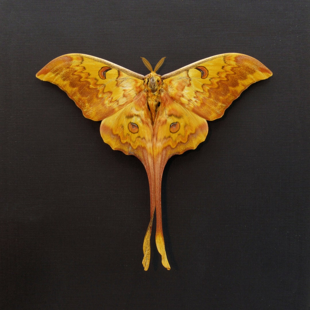 Rare Giant Moon Moth Framed Taxidermy - Actias Groenendaeli Acutapex ...