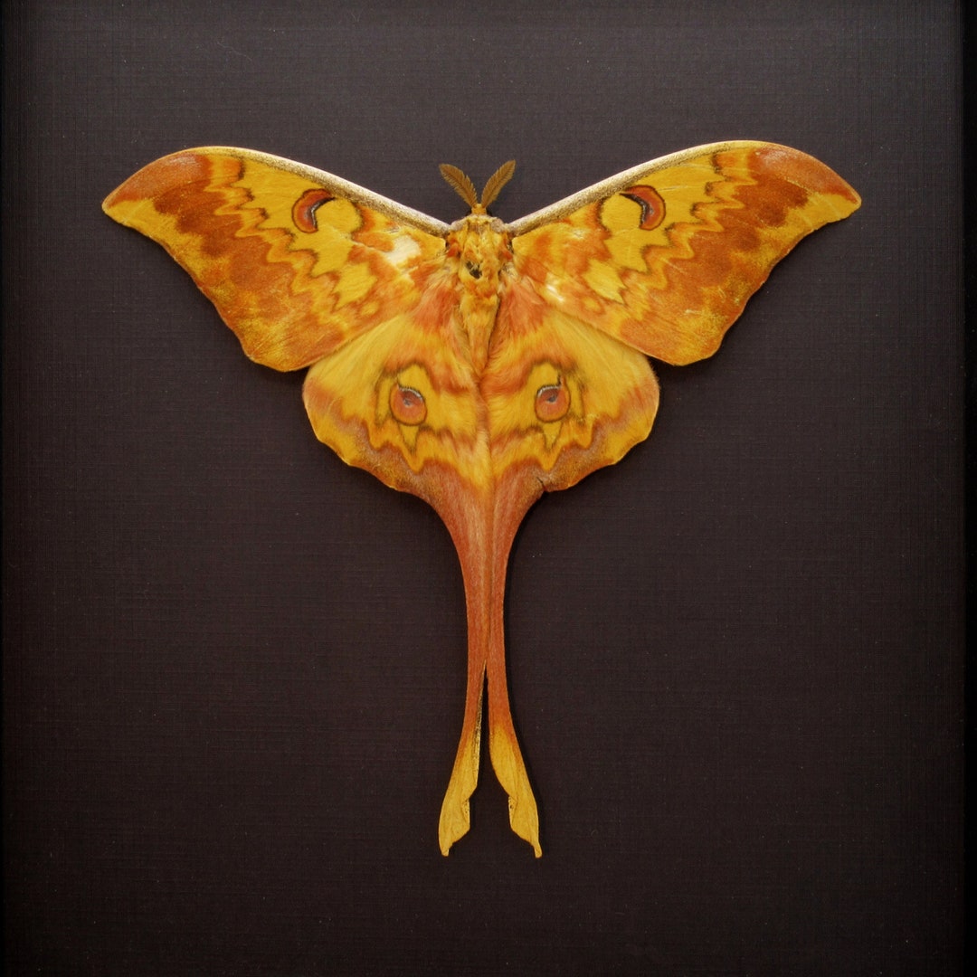 Rare Giant Moon Moth Framed Taxidermy Actias Groenendaeli Etsy rare-giant-moon-moth-framed-taxidermy-actias-groenendaeli-etsy