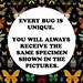 Rare Metallic Green Princely Tiger Moth Framed Taxidermy Chrysocale ...
