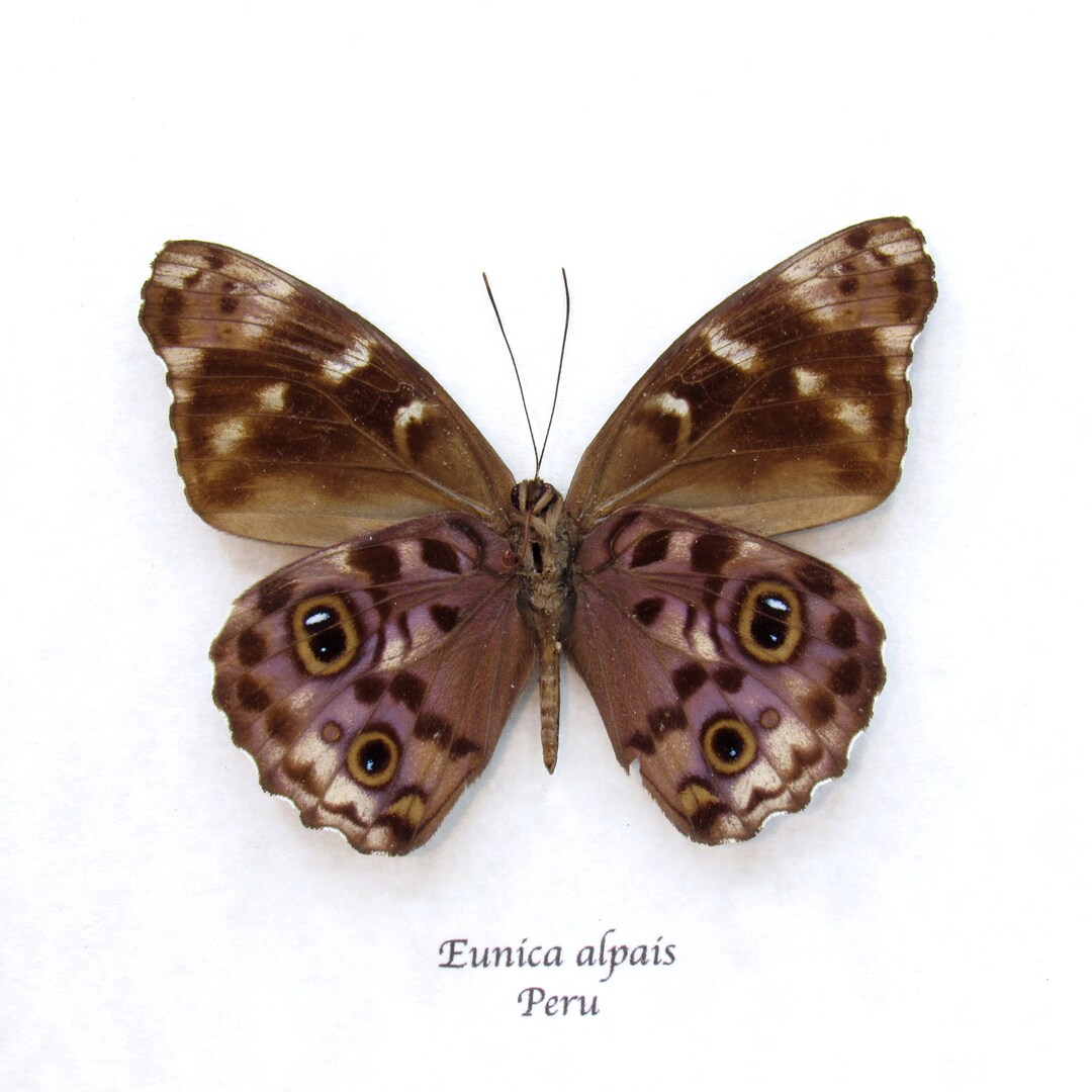 Real Purple Butterfly Framed Taxidermy - Eunica Alpais - Etsy