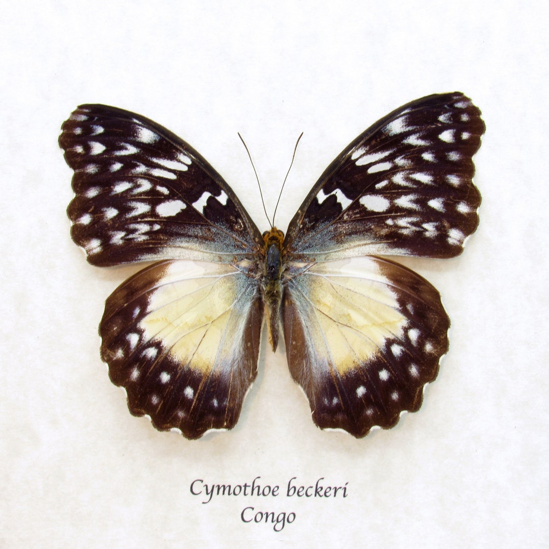 Real Framed Taxidermy Butterfly - Cymothoe Beckeri - Etsy
